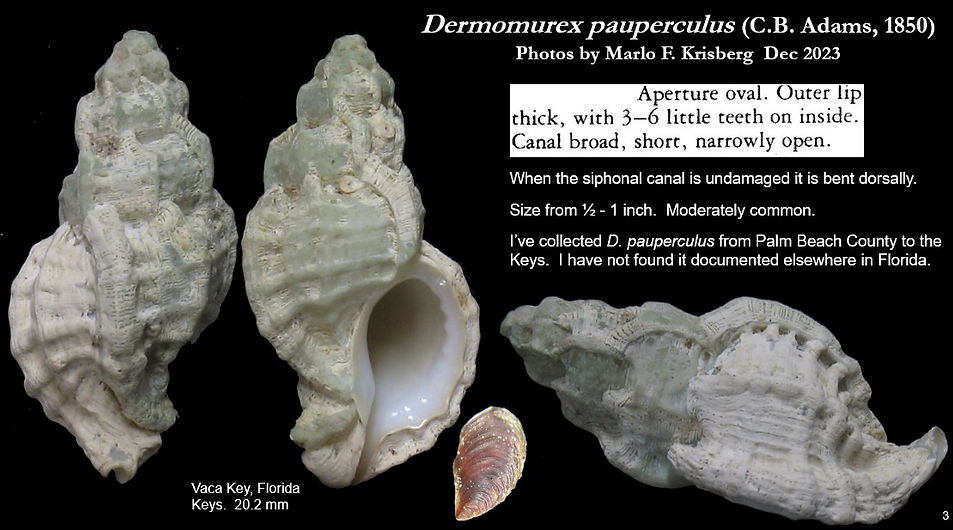 Dermomurex pauperculus | letstalkseashells
